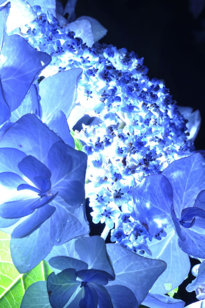 See through | GANREF