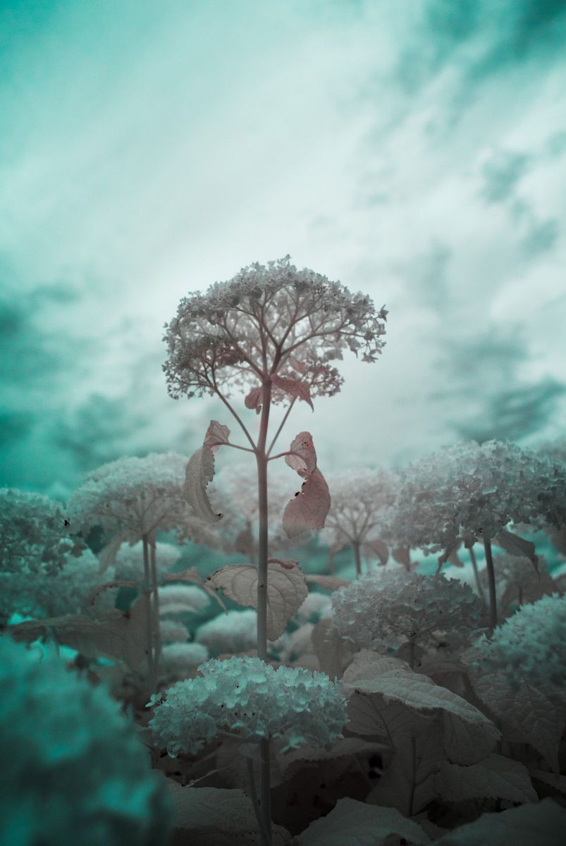 わたしの季節 | GANREF