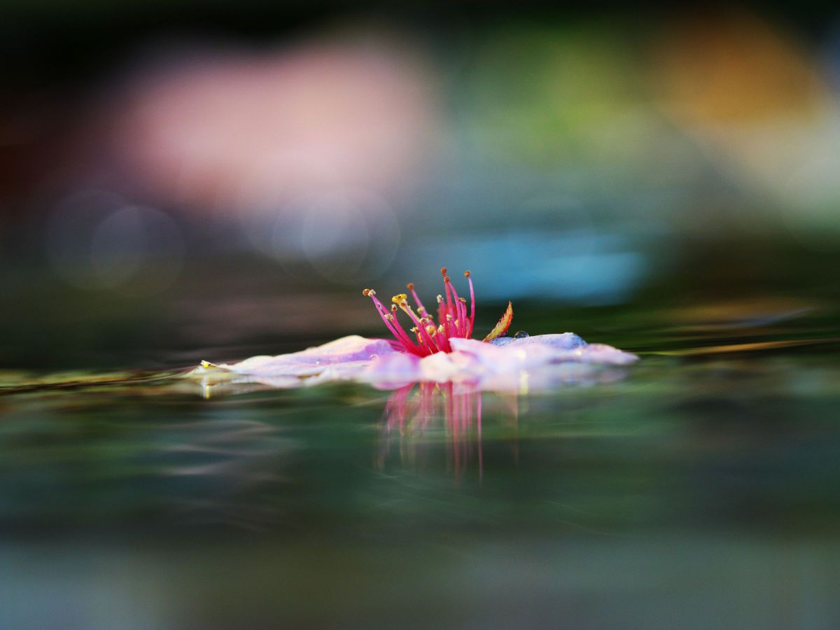 うつろい | GANREF