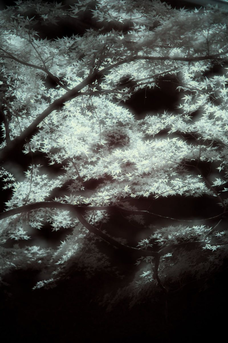 Looks like it's in season | GANREF