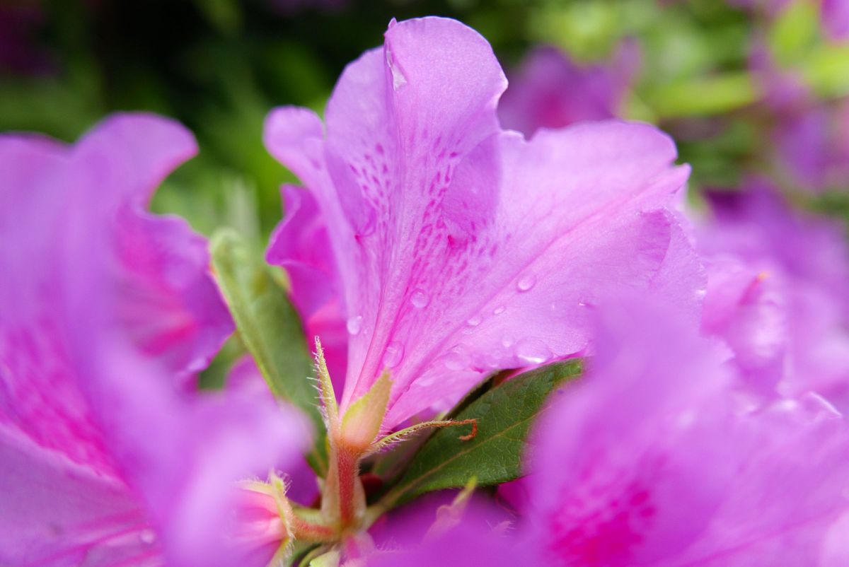 雨上がりに | GANREF