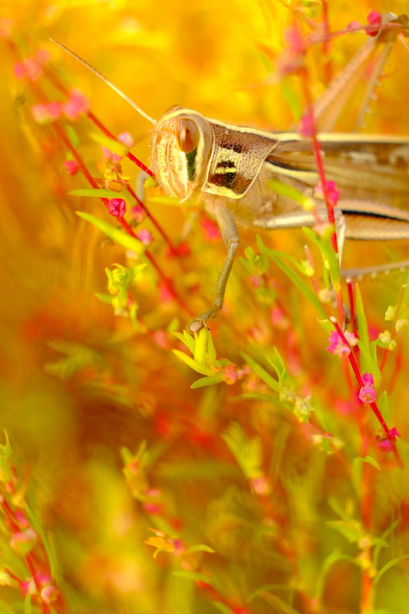 ばったもんとちゃいまっせ | GANREF