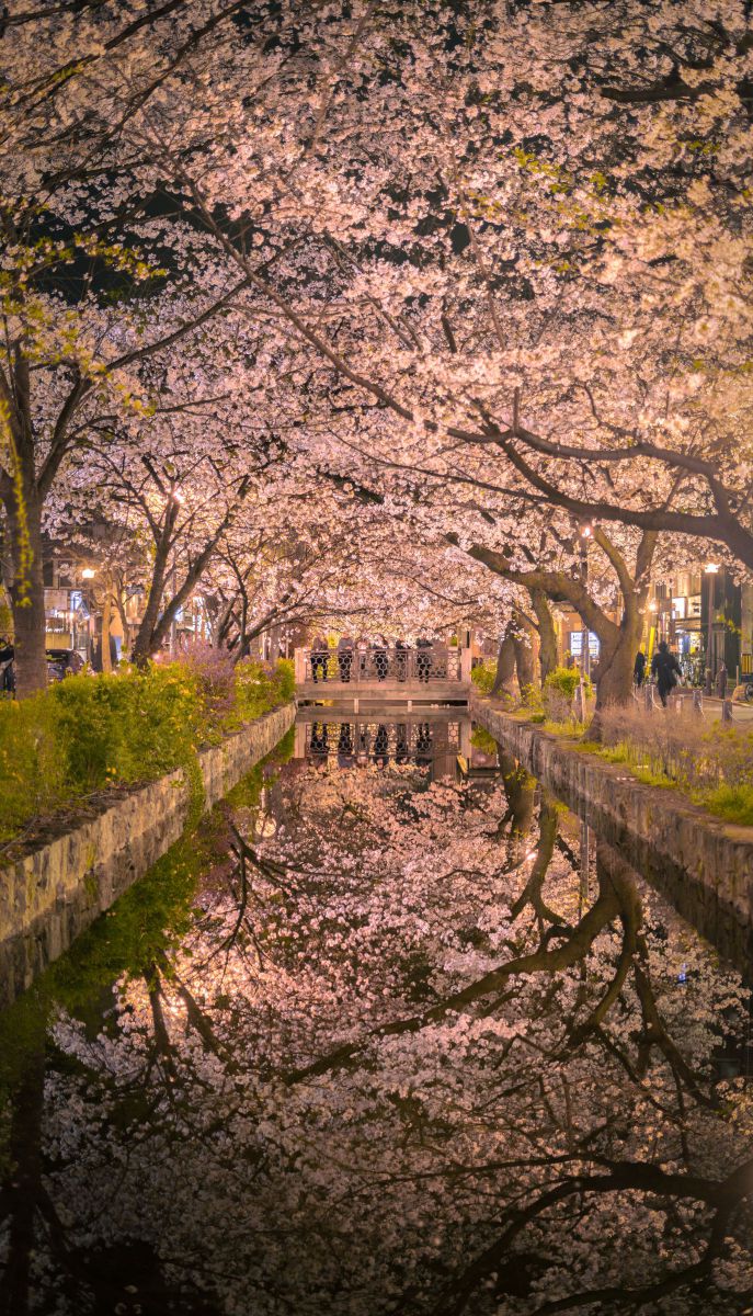 Tunnel of the Sakura | GANREF