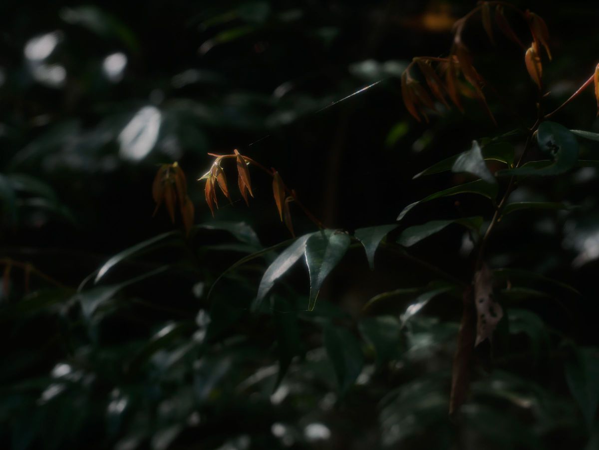 ハイライト | GANREF