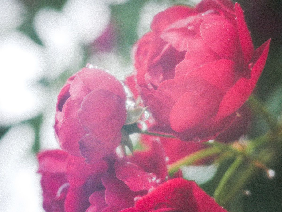 霞と薔薇 | GANREF