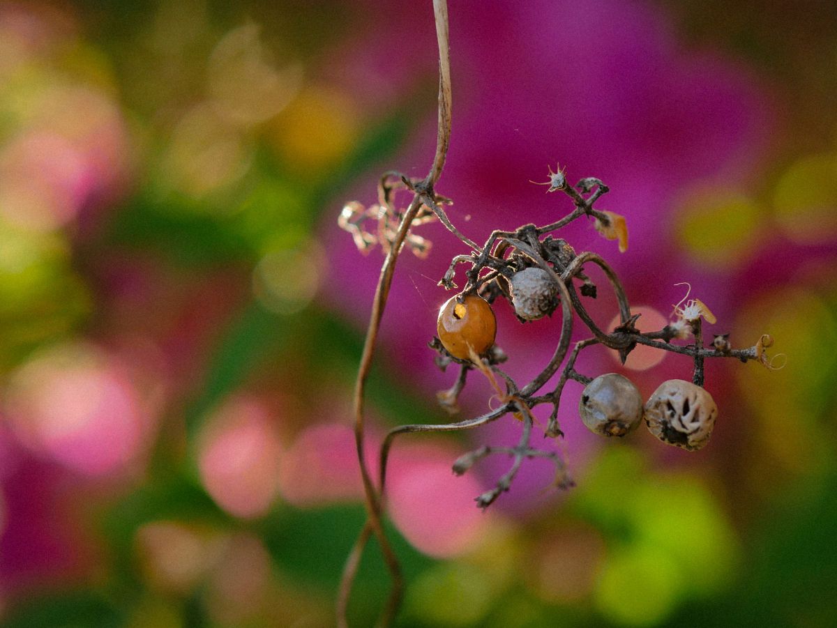 春の夕日 | GANREF