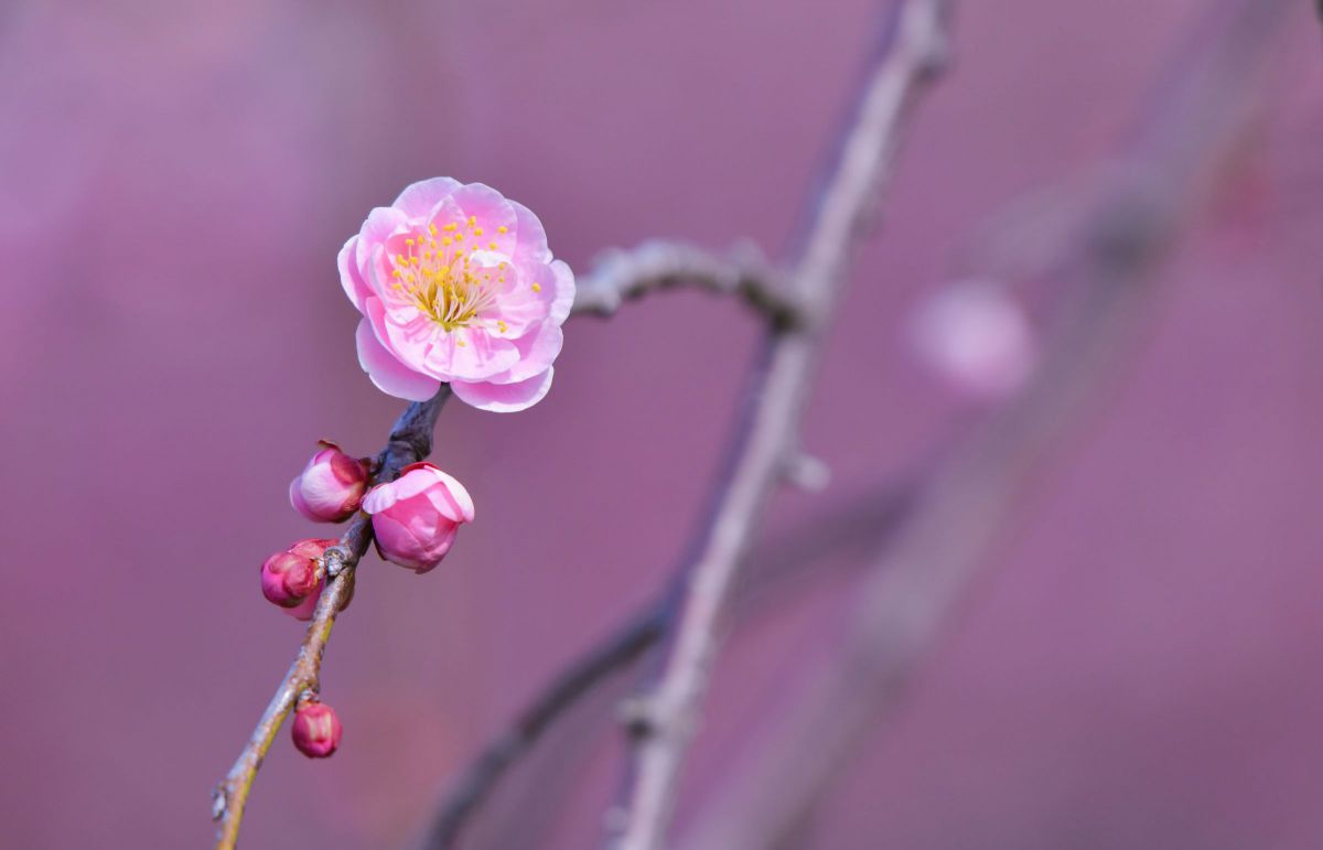 Spring is here | GANREF