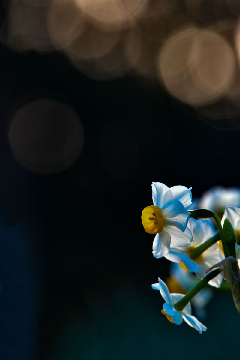 冬に咲く7 | GANREF