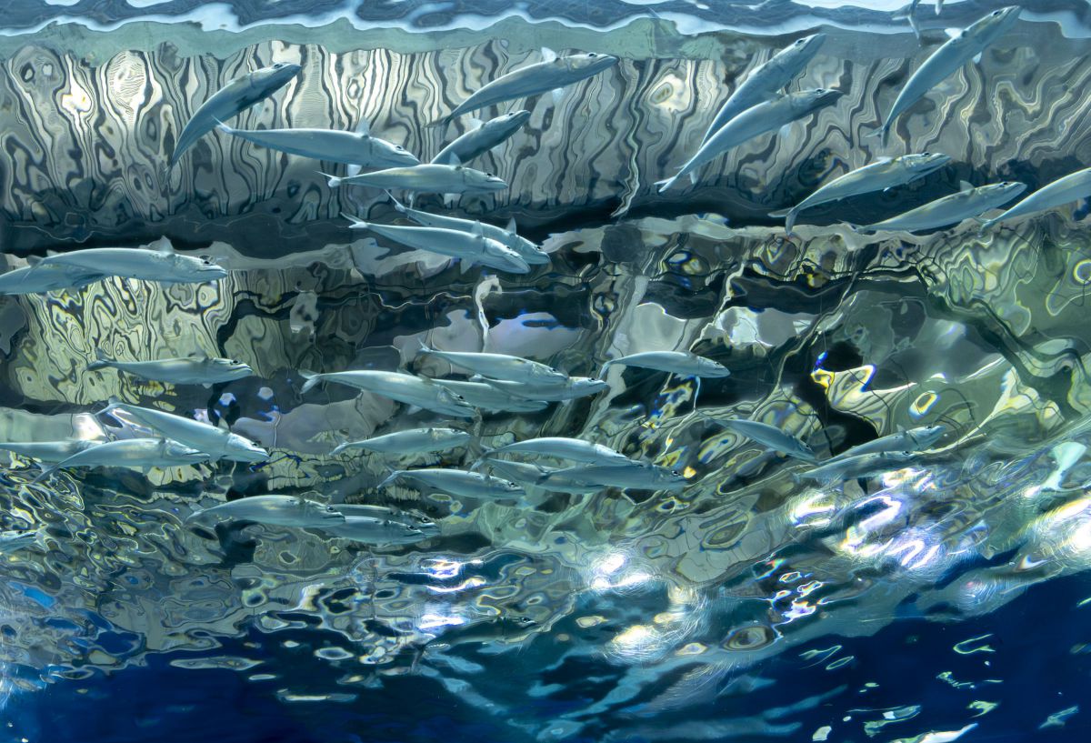 揺らぎの舞い | GANREF