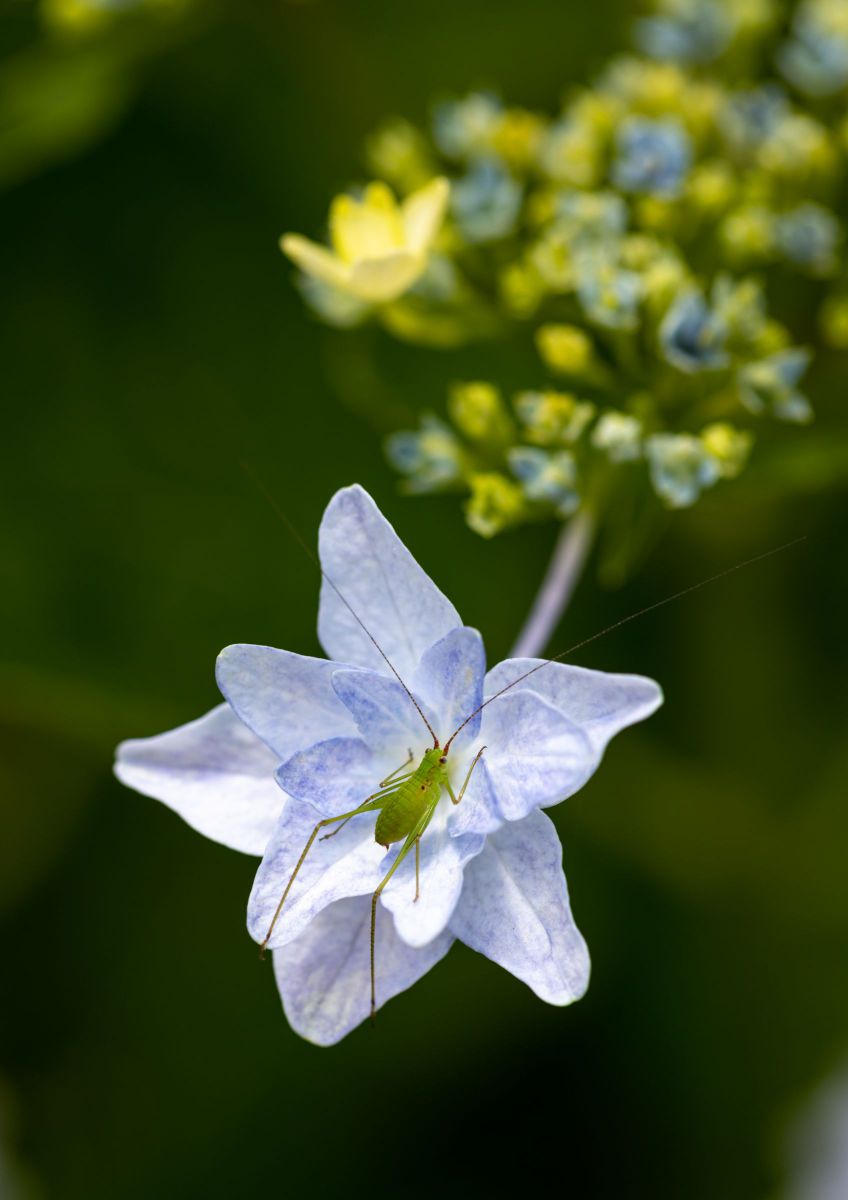 抱っこちゃん | GANREF