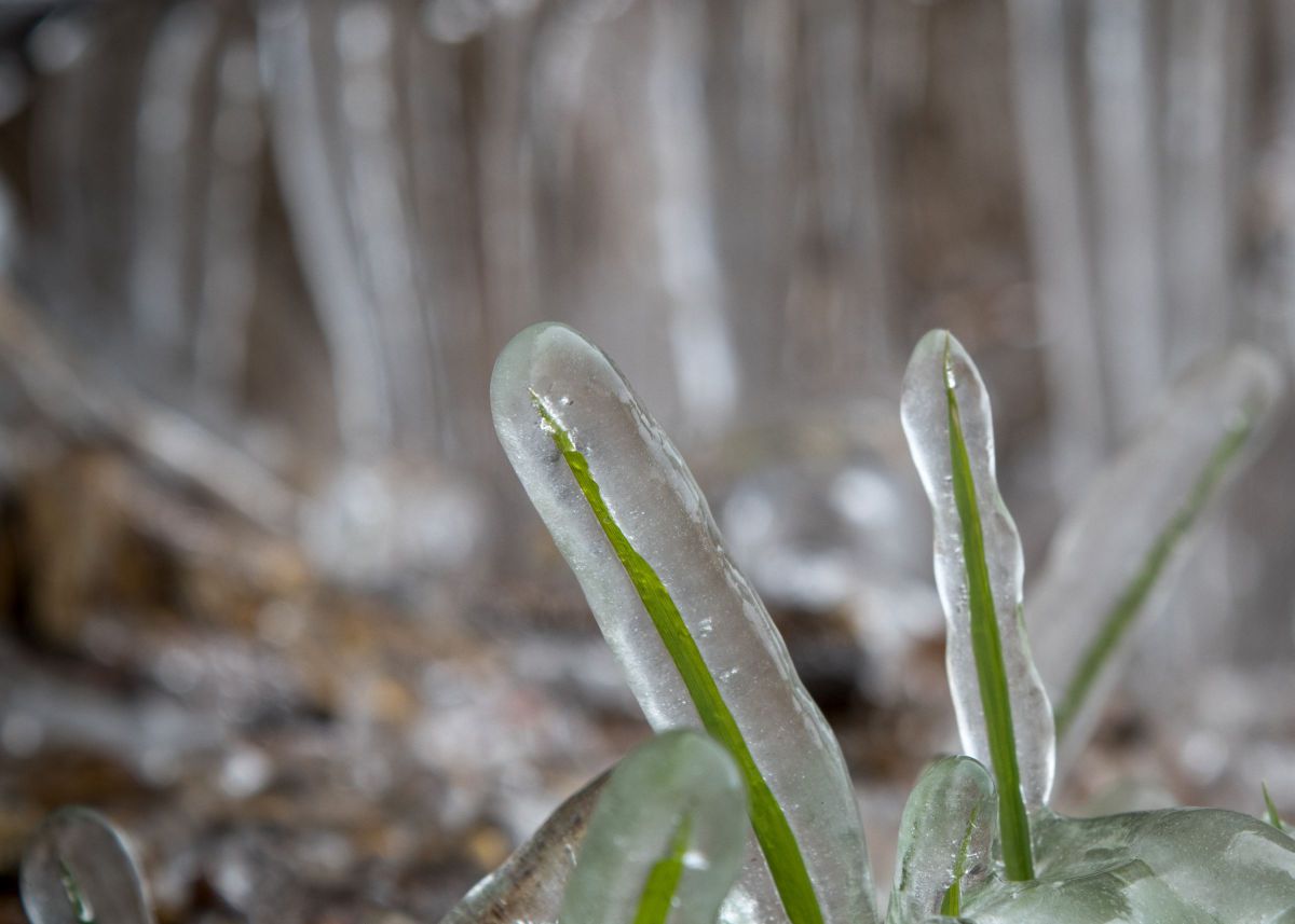 Ice grass | GANREF