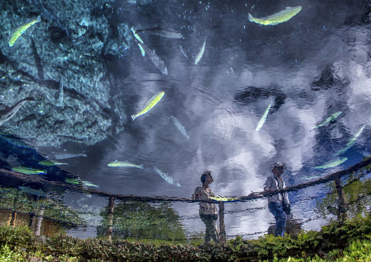 Flying fish | GANREF