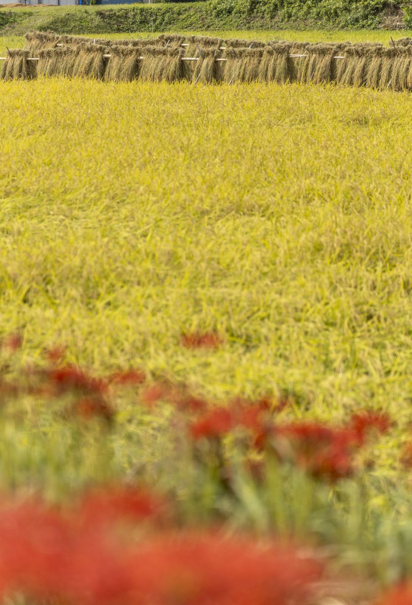 収穫の秋 | GANREF