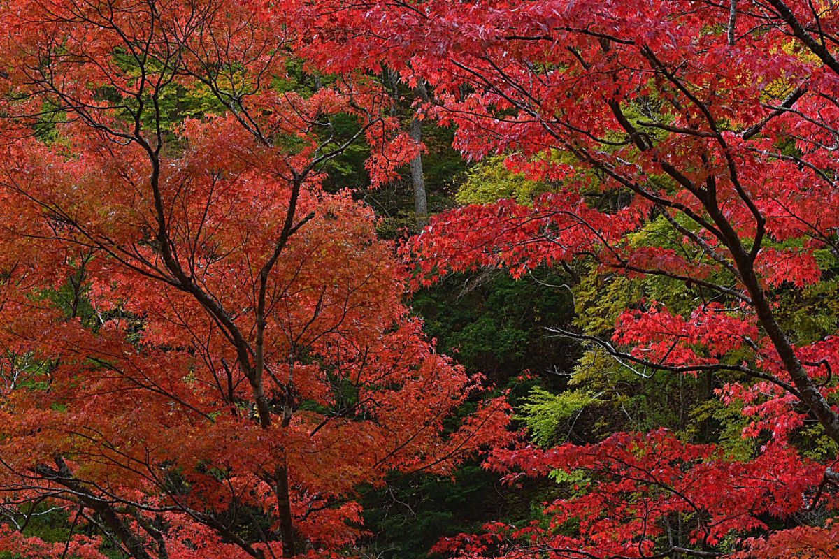 しっとり綺麗な紅葉 | GANREF