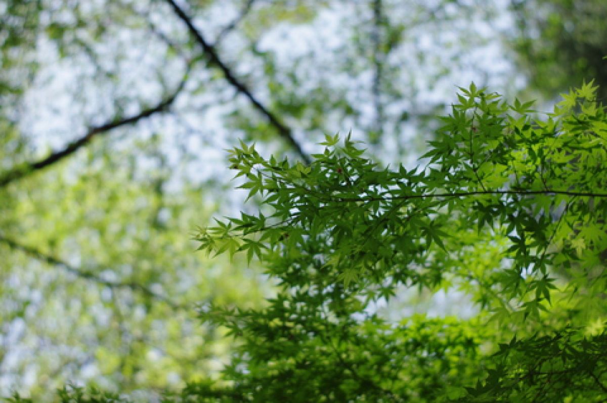 Phenix MC 50mm試写 in 新宿御苑 | GANREF