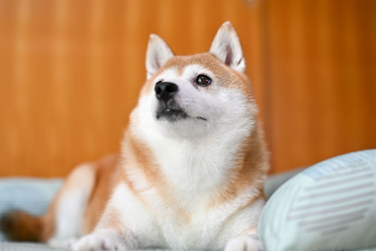 その見つめる先には。。。 | GANREF