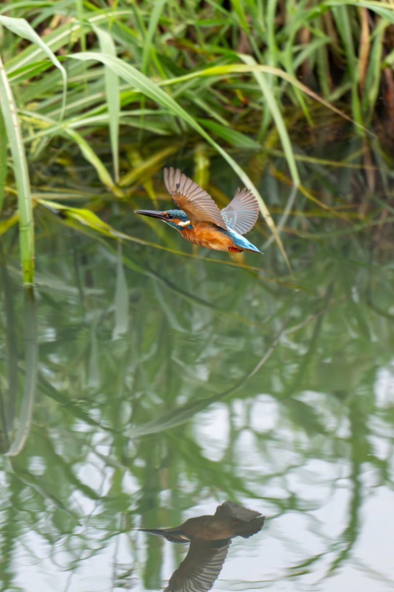 今朝のカワセミさん | GANREF