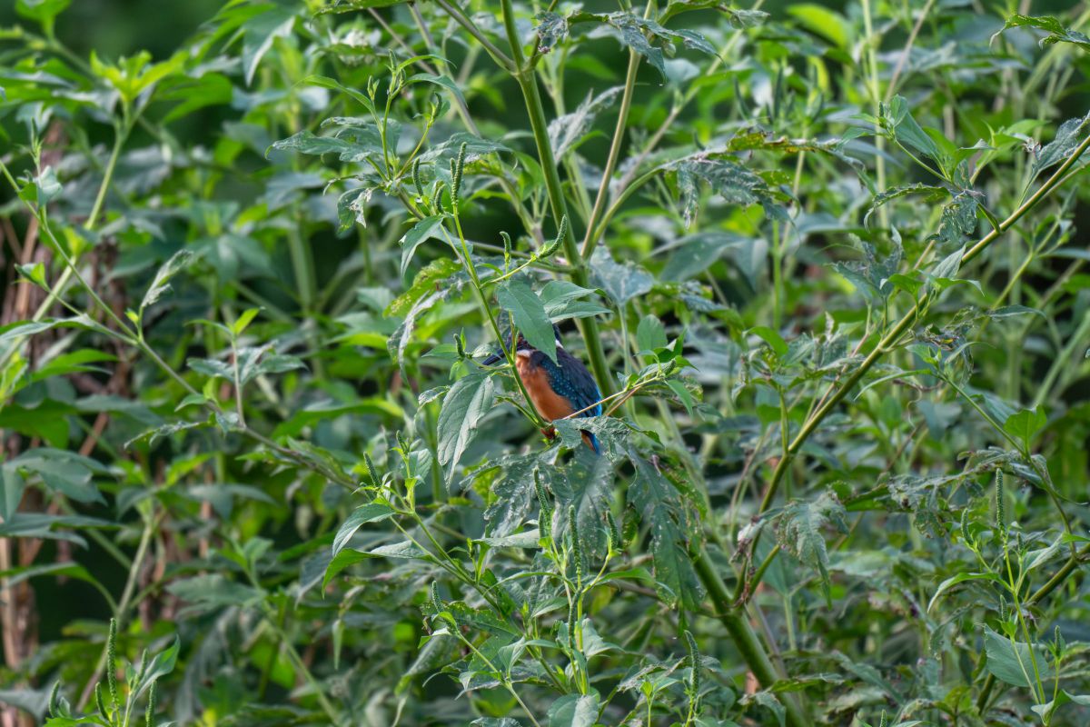 みーつけた | GANREF