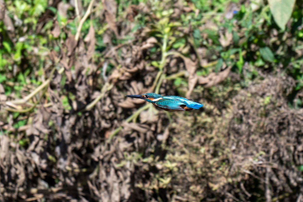 通過します | GANREF