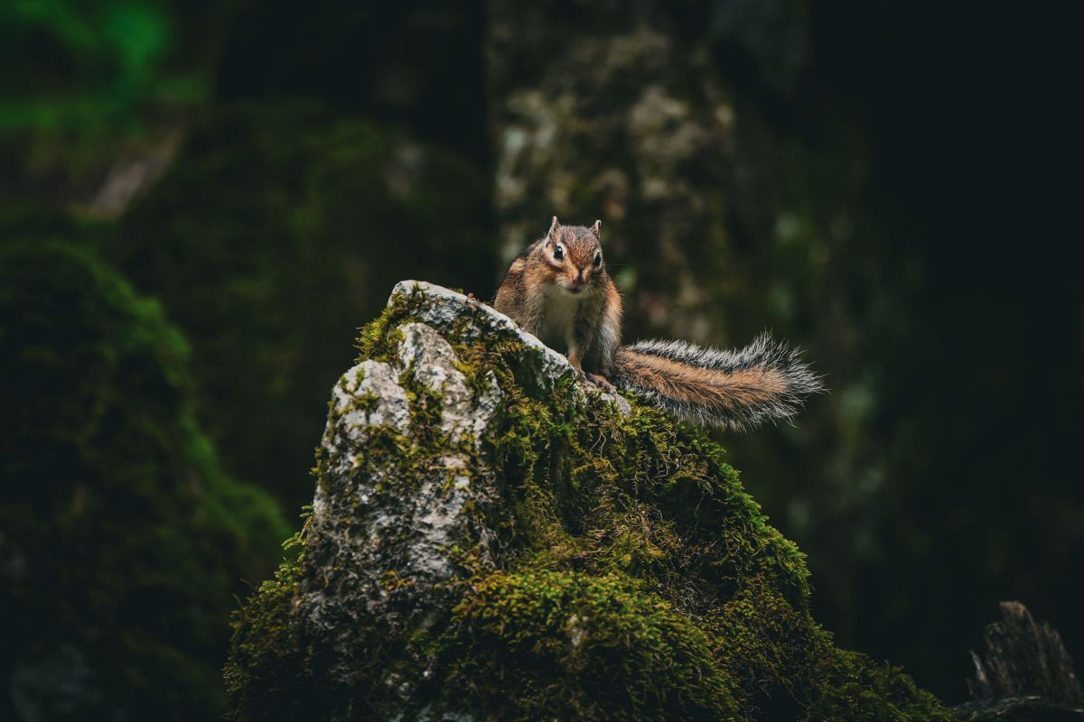 IMG_9411.jpeg | GANREF