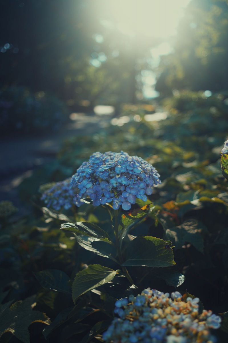 IMG_7070.jpeg | GANREF