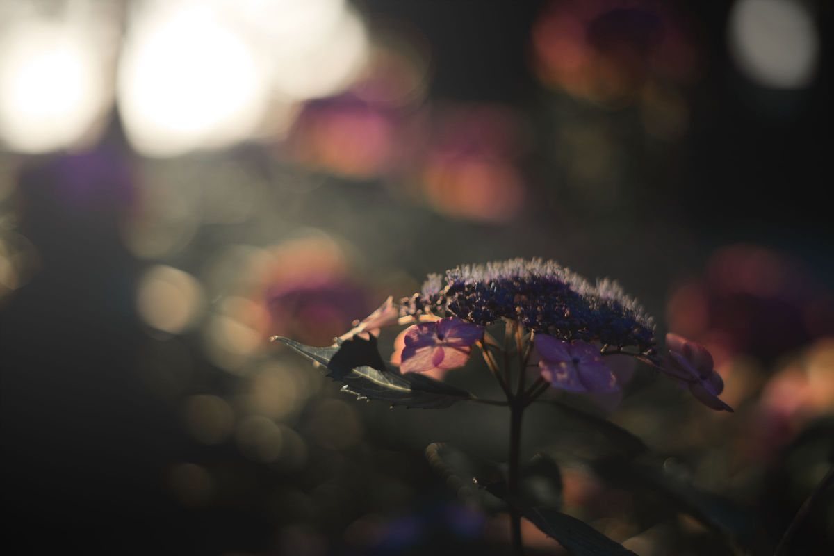 IMG_7041.jpeg | GANREF