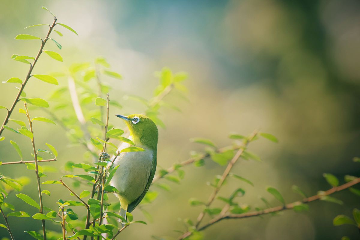 IMG_6018.jpeg | GANREF