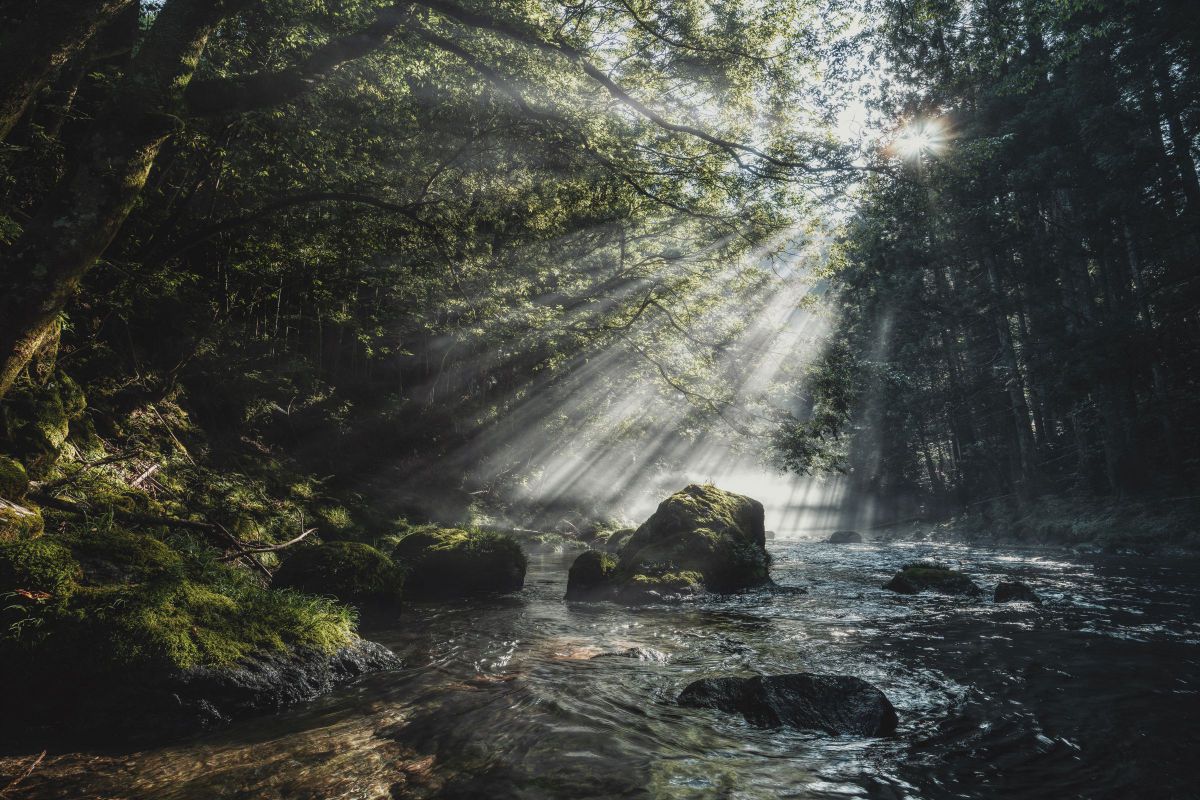 IMG_8398.jpeg | GANREF