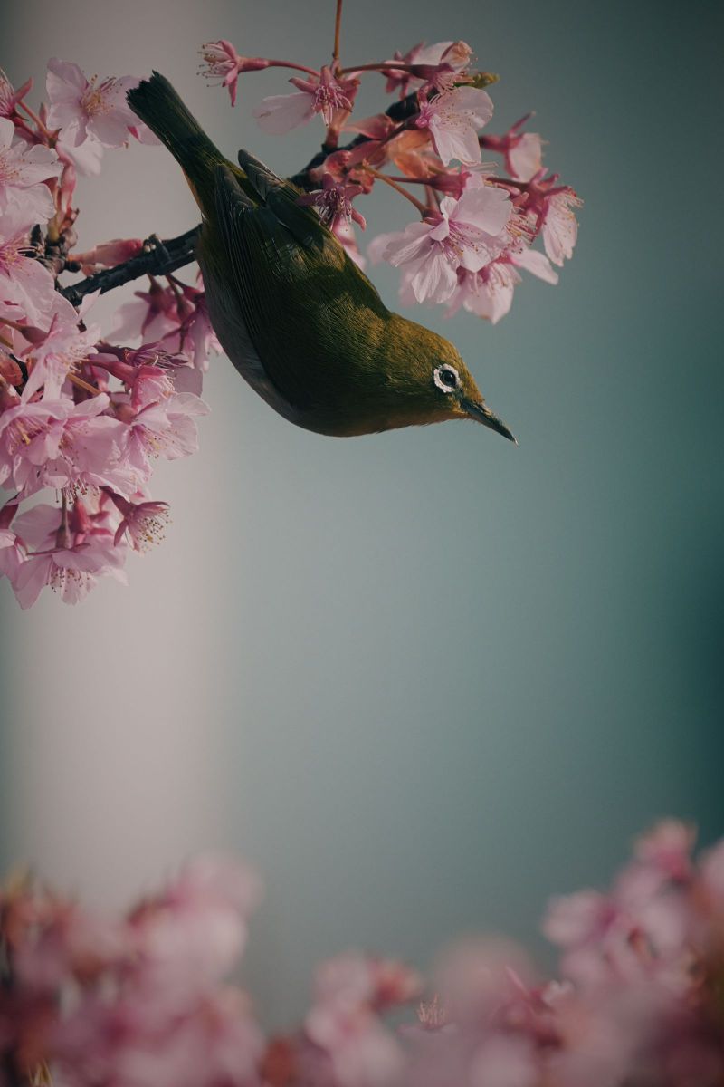 DSC03830.jpeg | GANREF