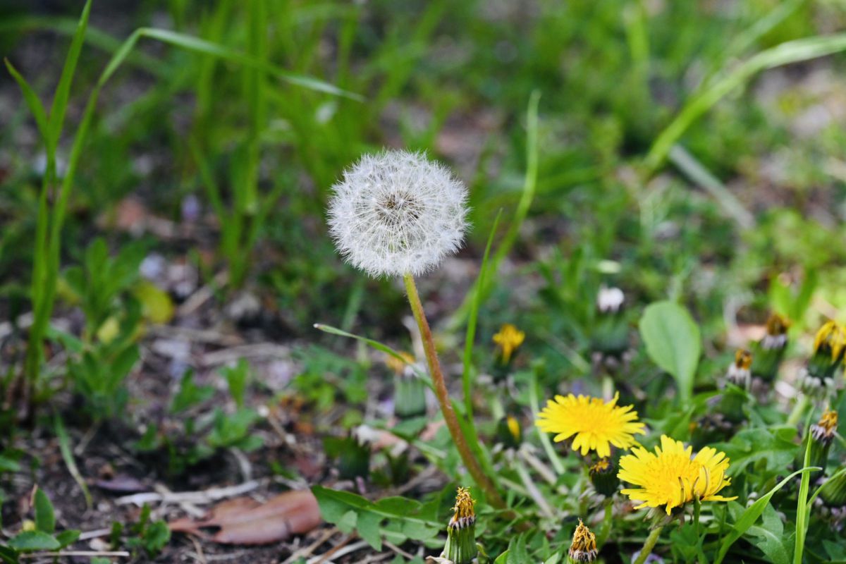 Dandelion fluff | GANREF
