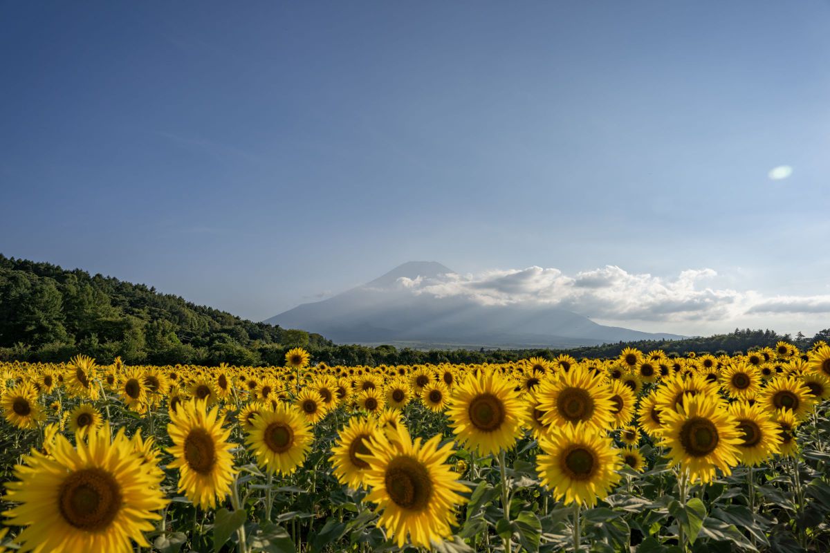 富士山とひまわりと | GANREF