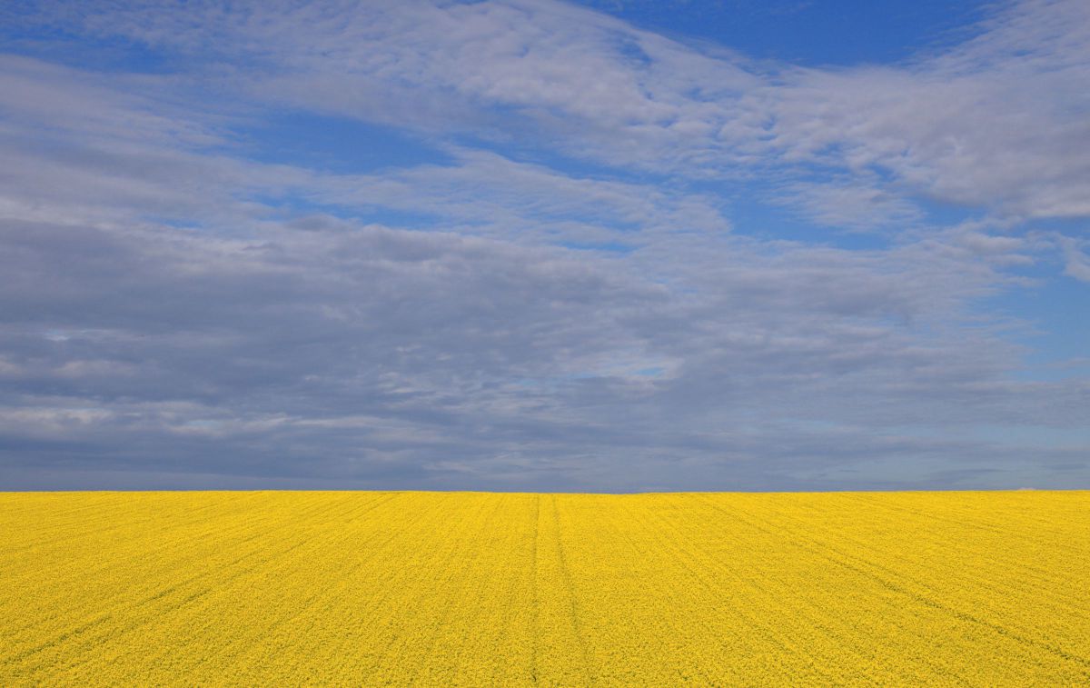 yellow horizon | GANREF