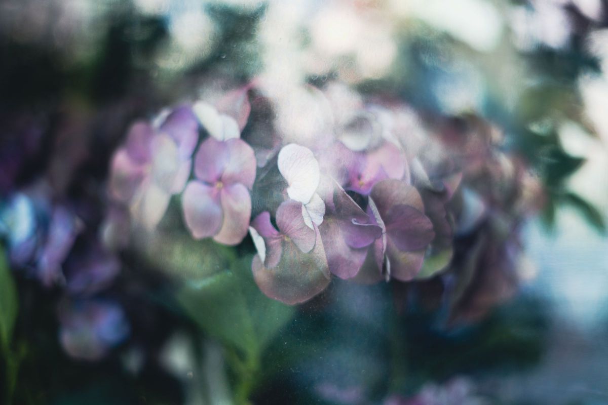 Flowers 121 | GANREF