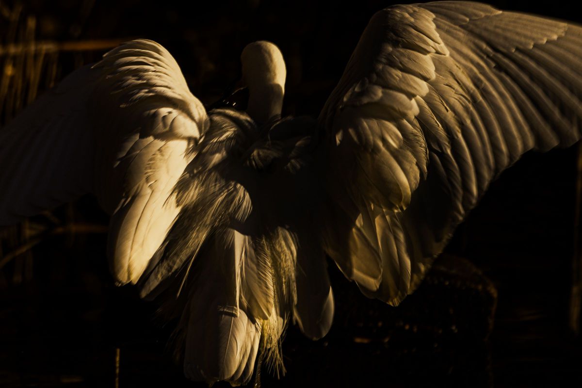 Spread Your Wings | GANREF