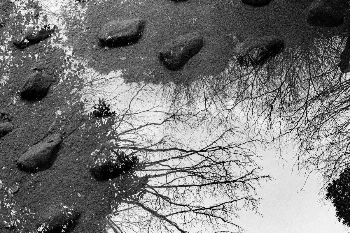 Reflection 37 | GANREF