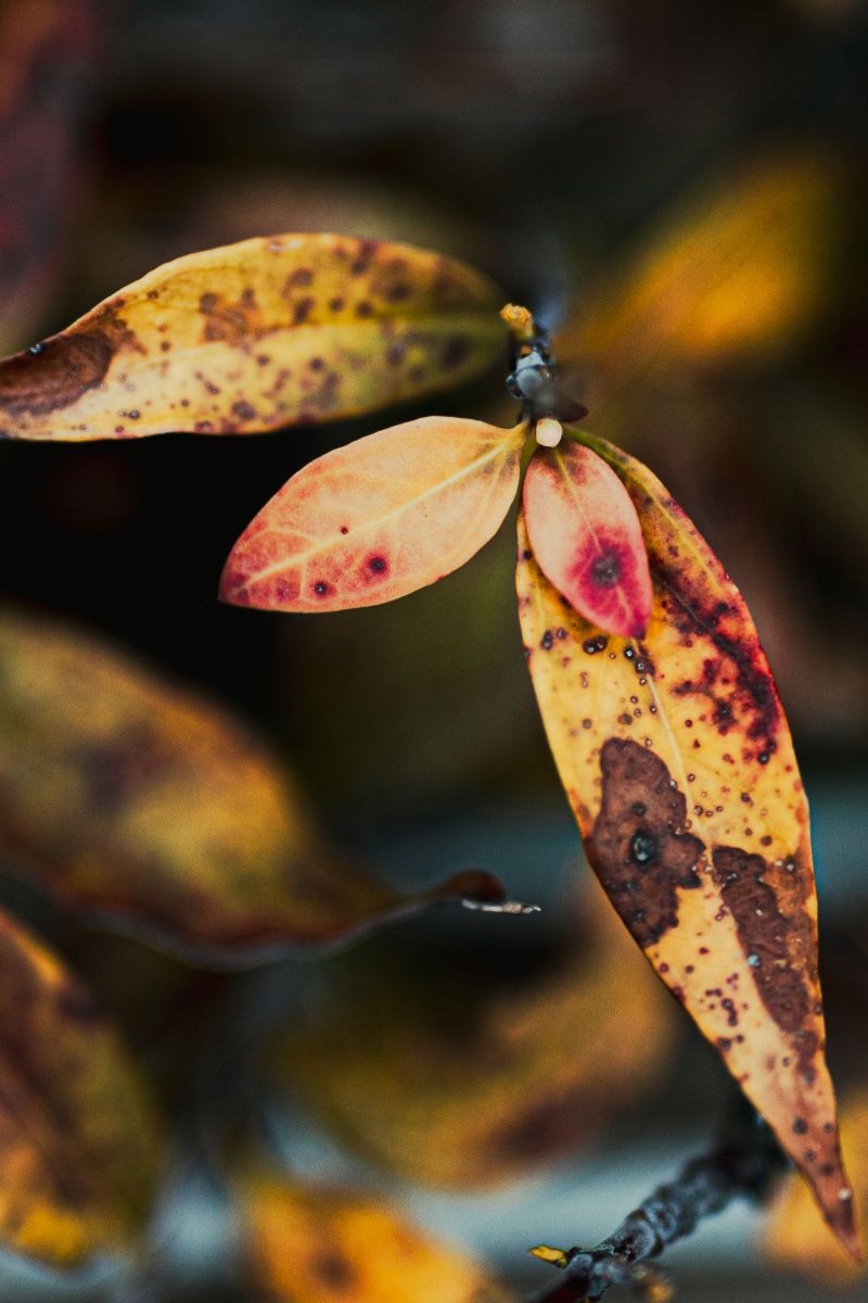 Yellow Leaves | GANREF