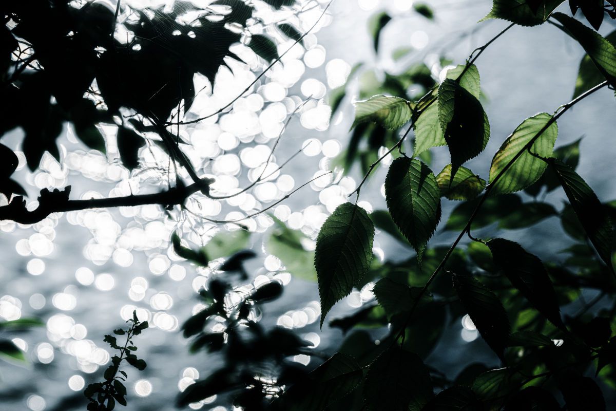 Wrapped in Light | GANREF