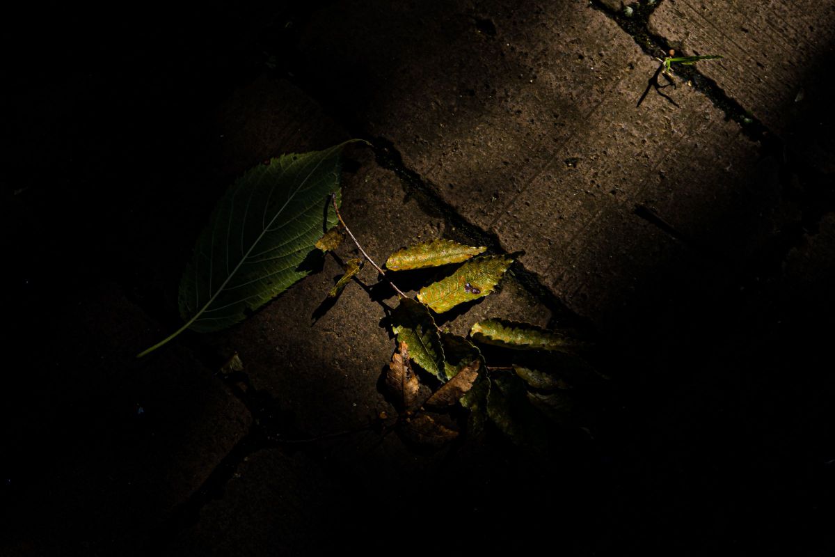 Fallen Leaves | GANREF