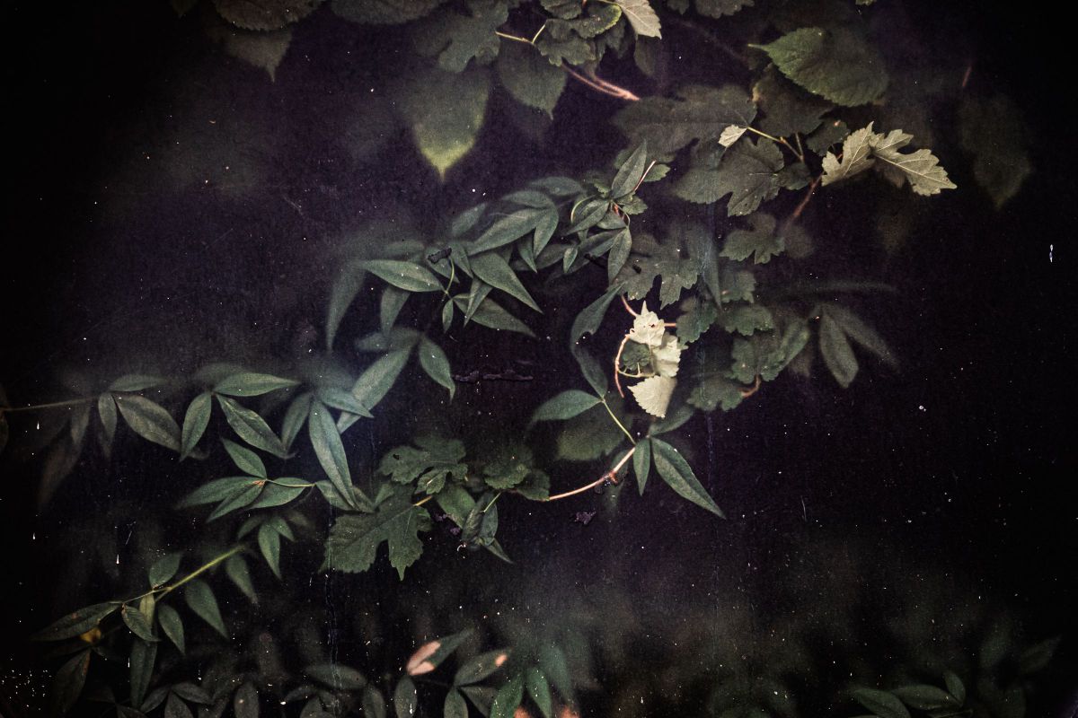 Through the glass | GANREF