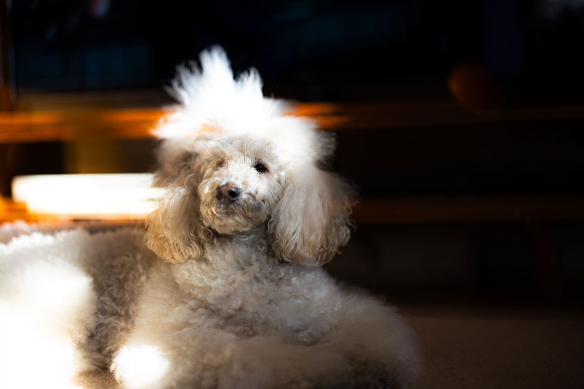 Half Asleep | GANREF