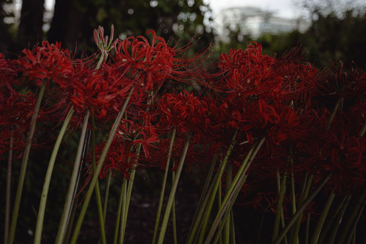 Red Spider Lily | GANREF