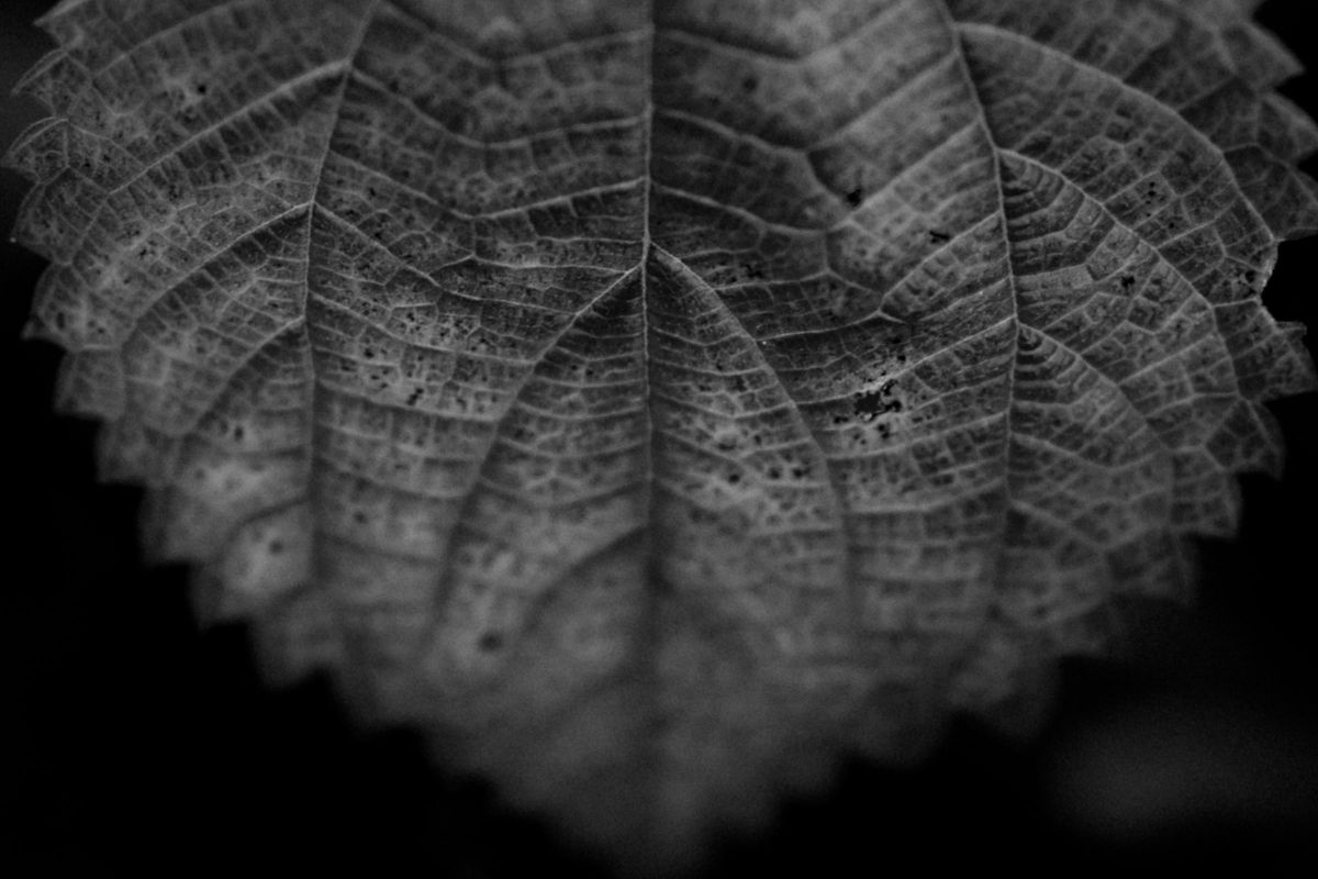 Leaf Vein | GANREF