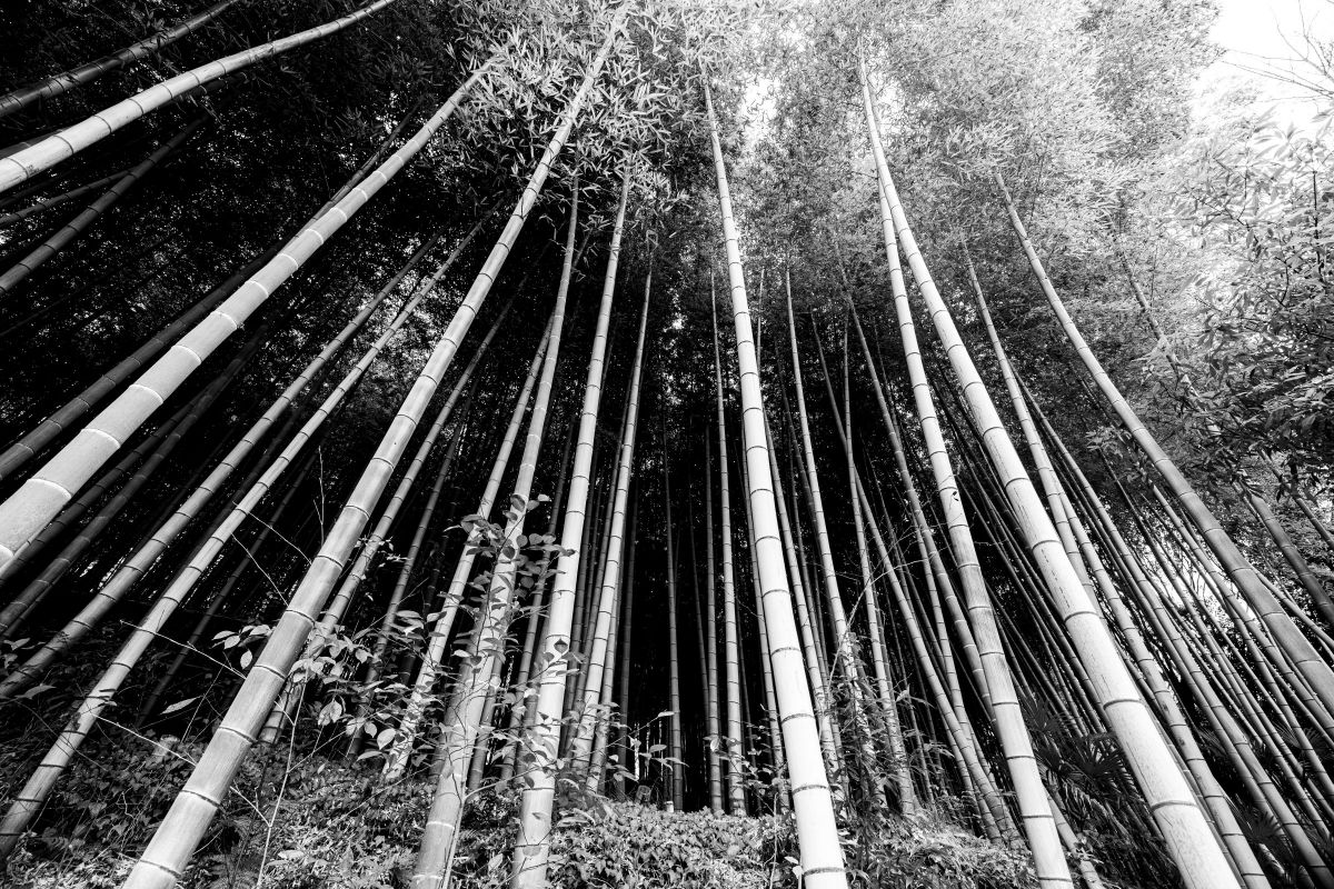 Bamboo Forest | GANREF