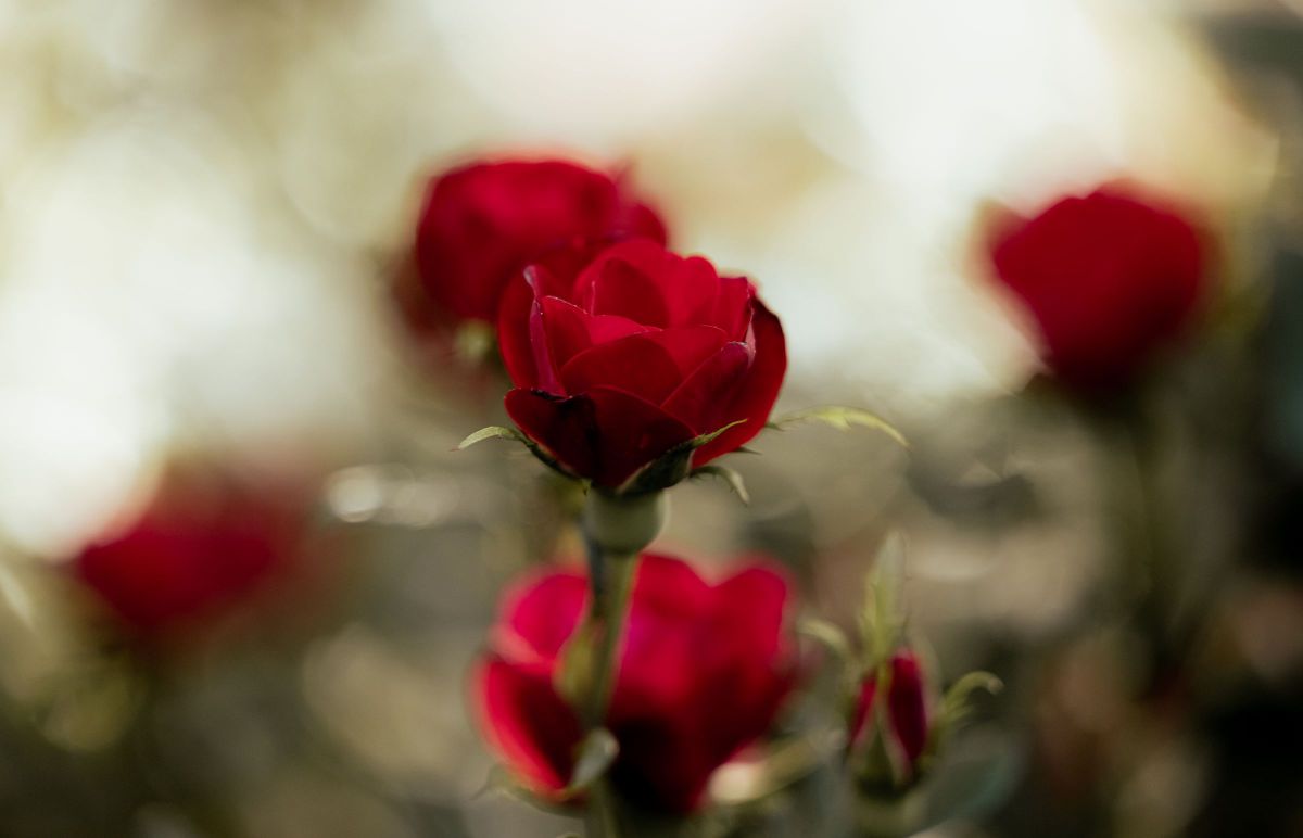 Flowers 119 | GANREF