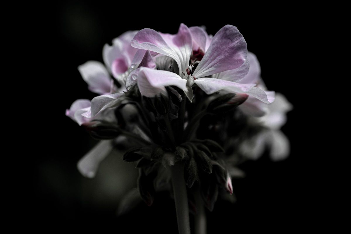 Flowers 142 | GANREF