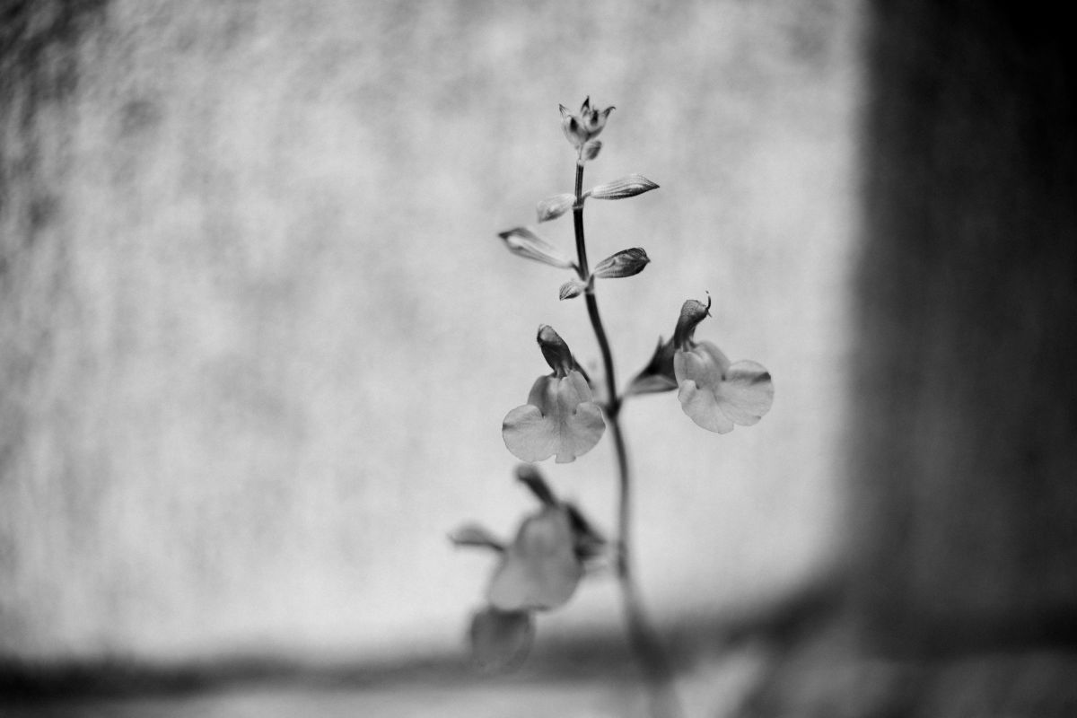 Flowers 116 | GANREF