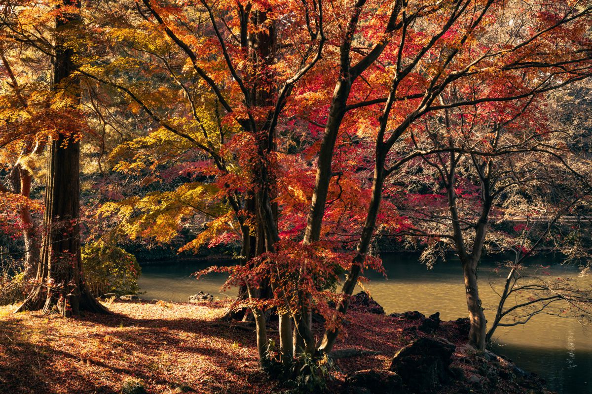 Autumn Leaves | GANREF