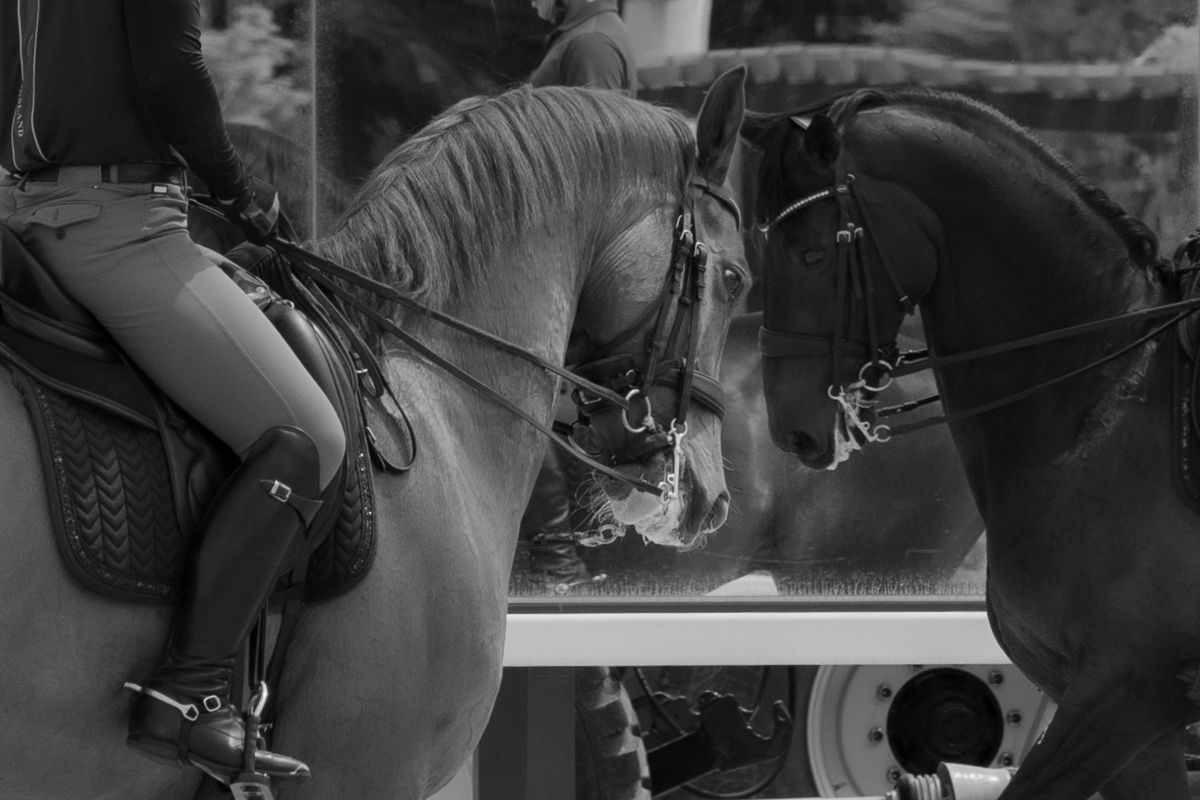 Horse Riding 3 | GANREF