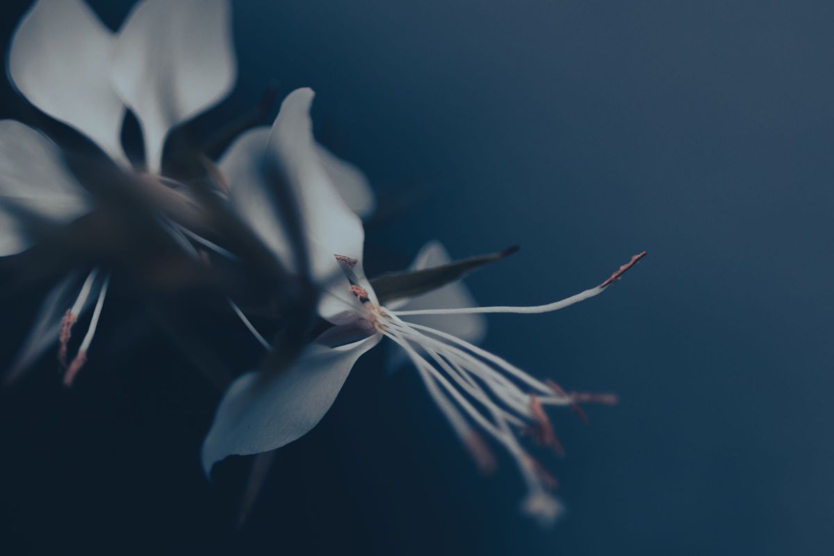 Flowers 141 | GANREF