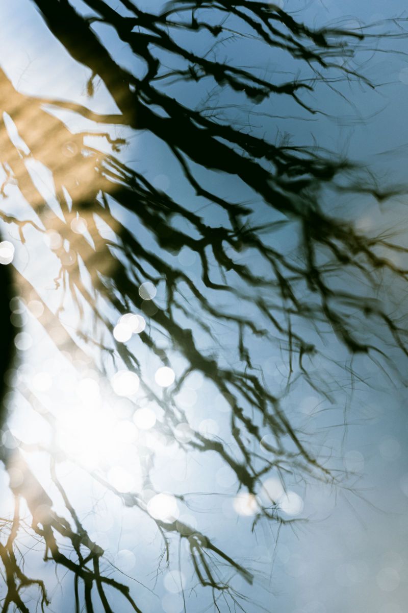 Shining Fruit | GANREF